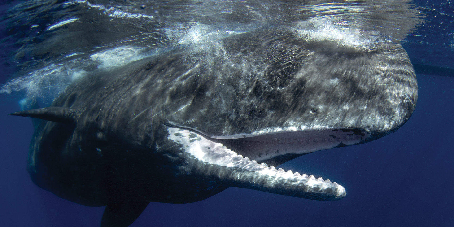 AI-enabled decoding of whale communication could bolster animal rights ...
